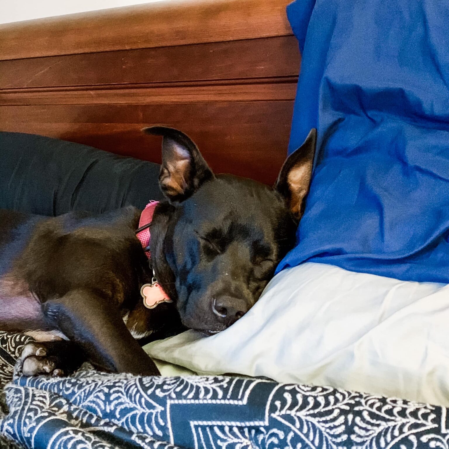 Services – Fun. Play. Bark.