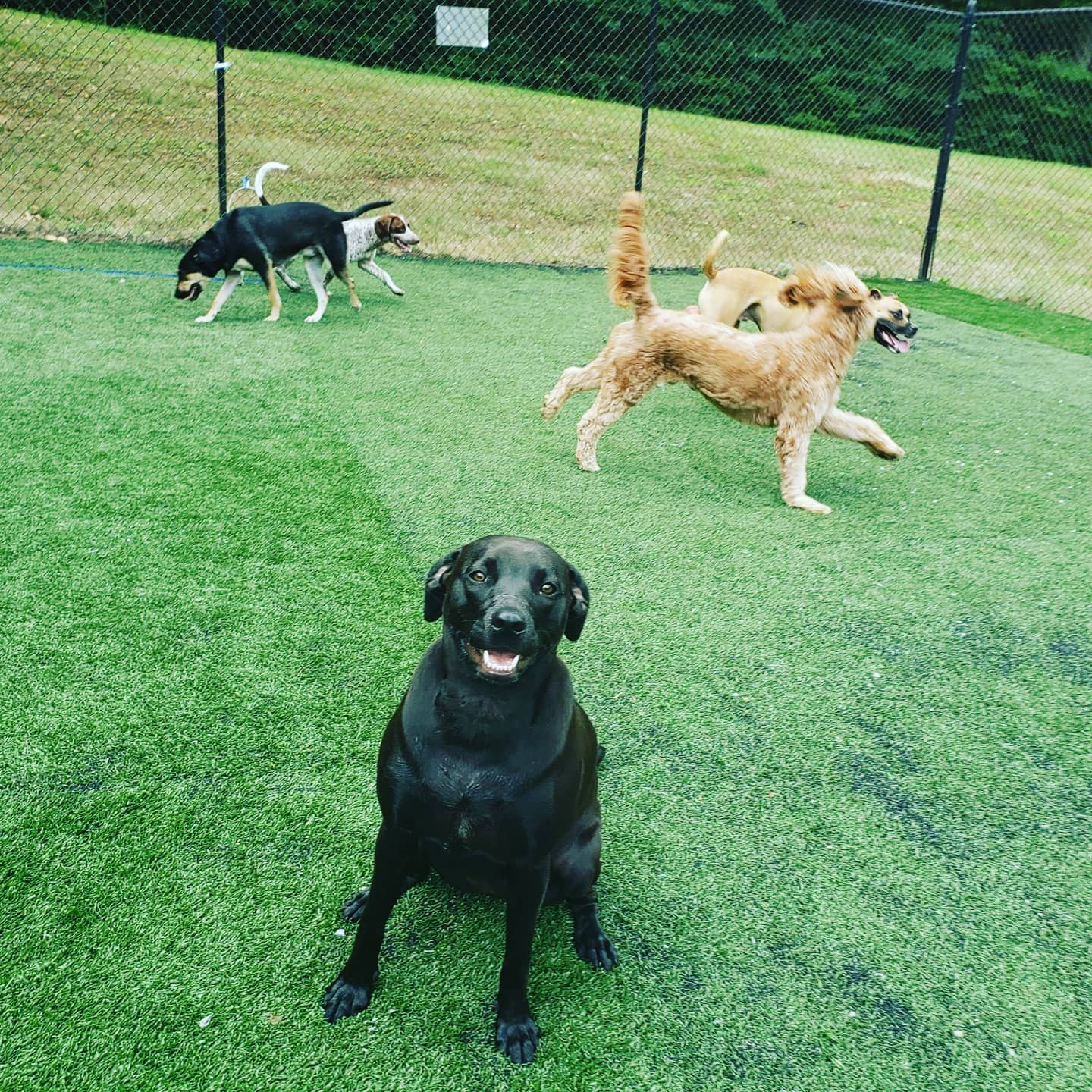 Services – Fun. Play. Bark.