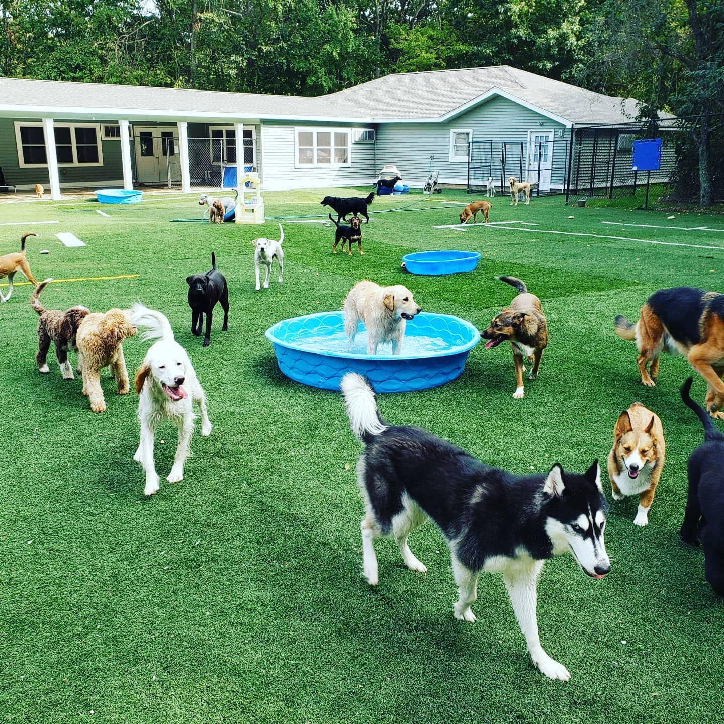 Services – Fun. Play. Bark.